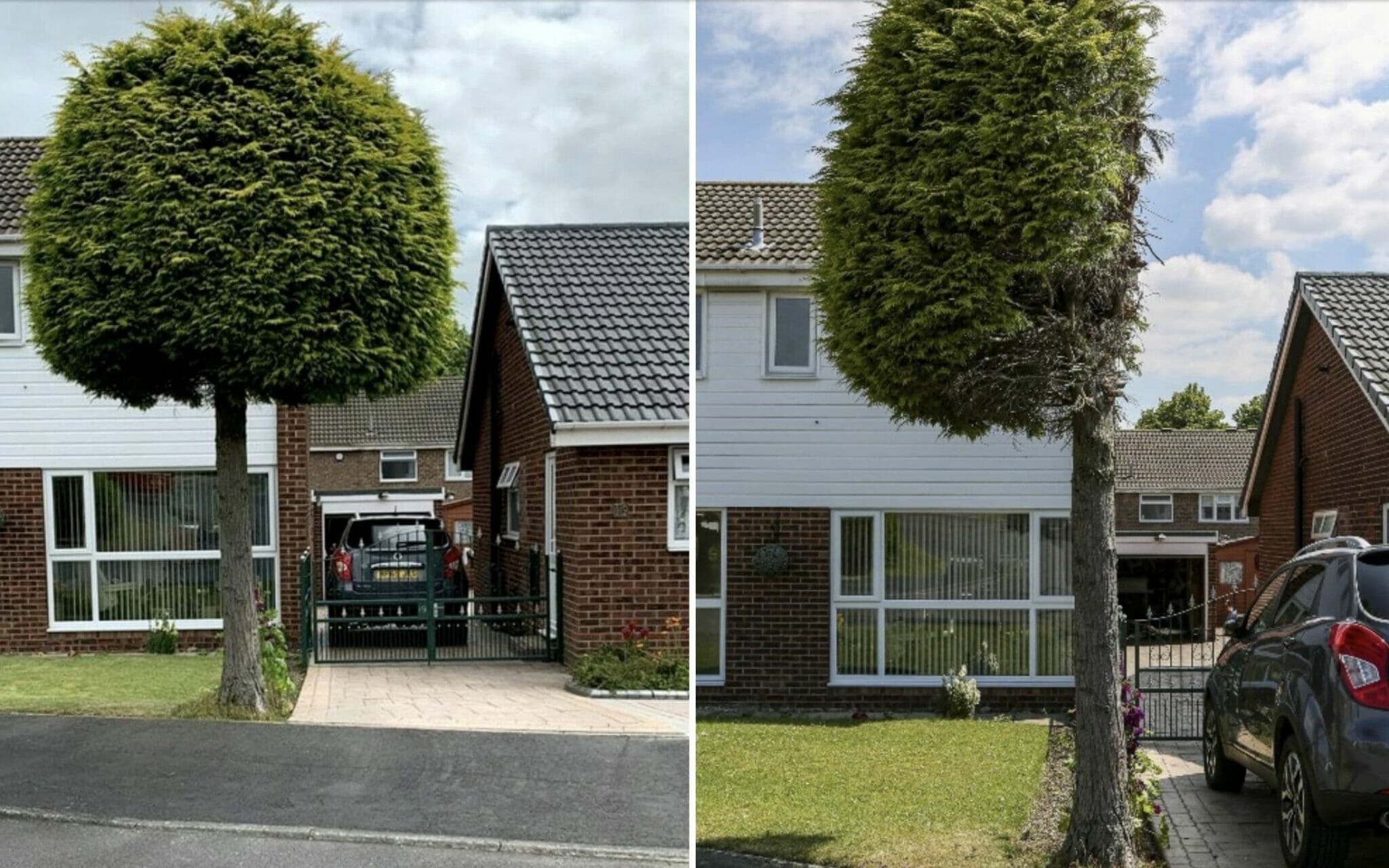 Laws on pruning a tree that overhangs into your garden. - Tree Pro Ltd